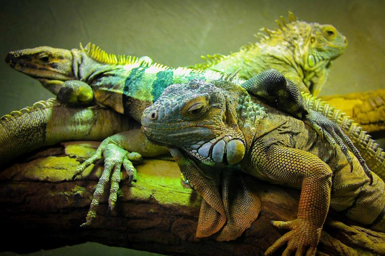 **Reptilia Zoo (Whitby, Vaughan, or London ON)** | Powered by Givergy